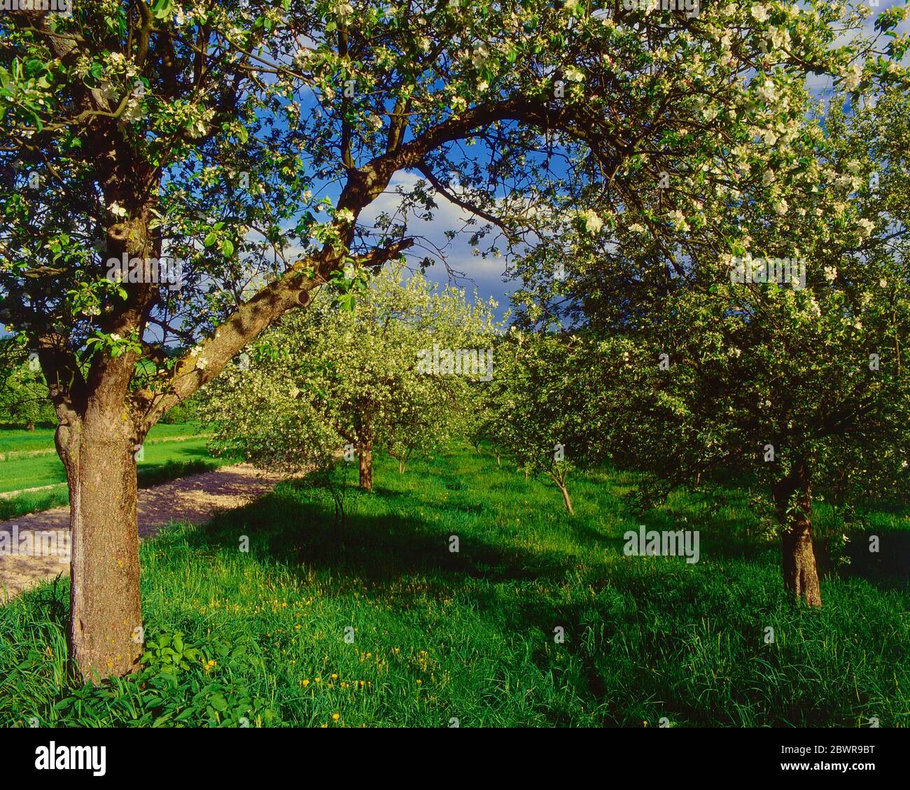 Spring tree colors hi-res stock photography and images - Alamy