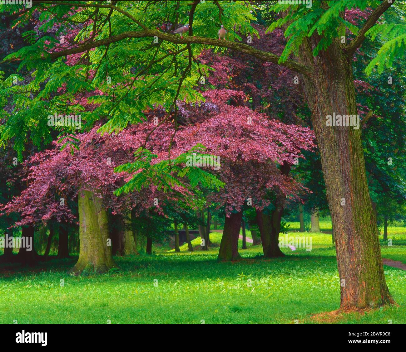 Spring in poland hi-res stock photography and images - Alamy
