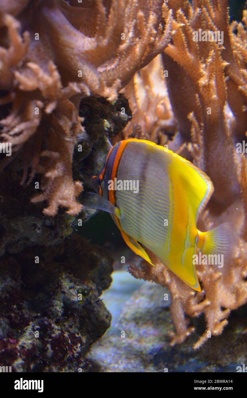 Tropical fish in aquarium, Berlin Stock Photo - Alamy