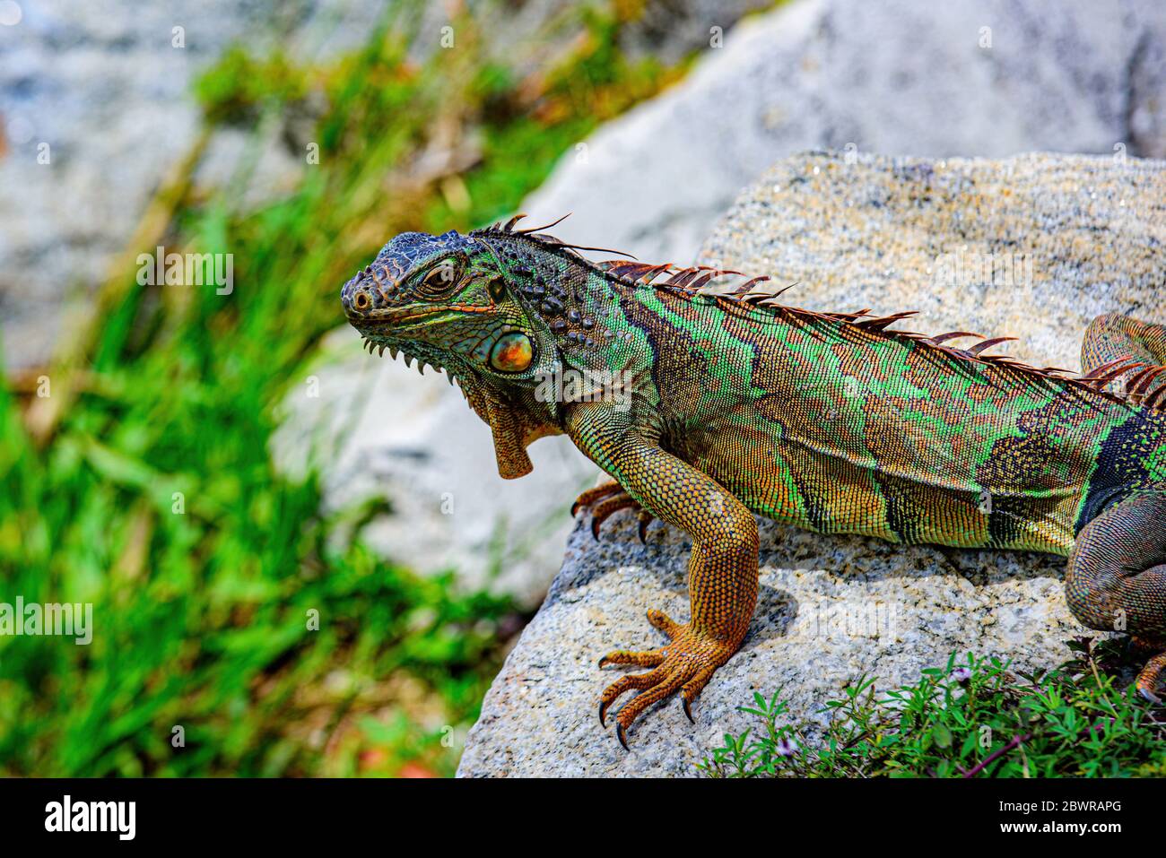 Iguanas warming in the sun on volcanic rocks. Big iguana on an nature ...