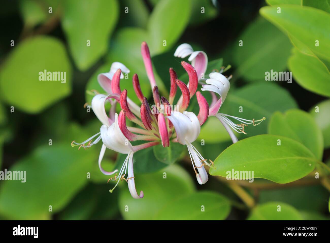 Honeysuckle growing in a hedge in an English garden, Kent, United ...
