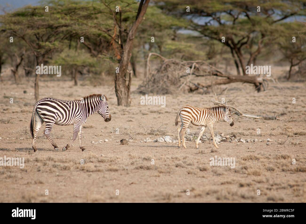 Burchell's Zebra, Equus quagga burchellii, female and calf in Samburu ...