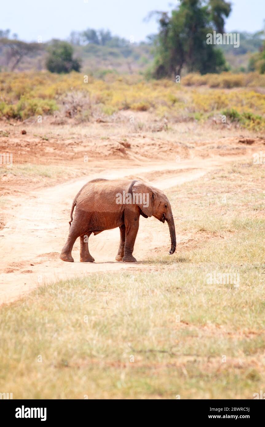 Calf in savanna hi-res stock photography and images - Alamy