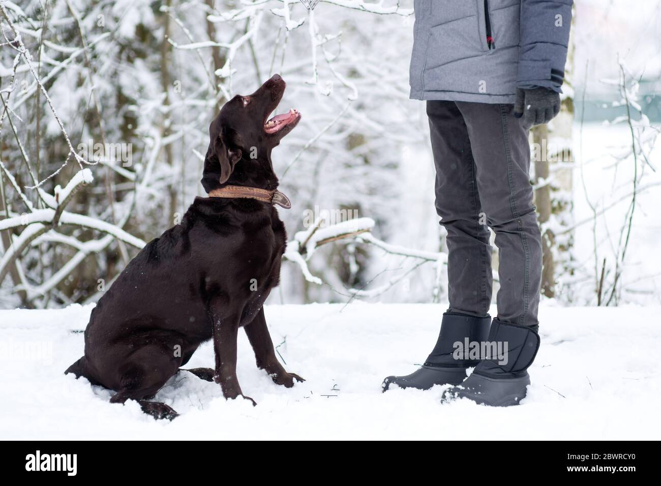 A brown labrador sits on snowy ground and looks at his master, from ...