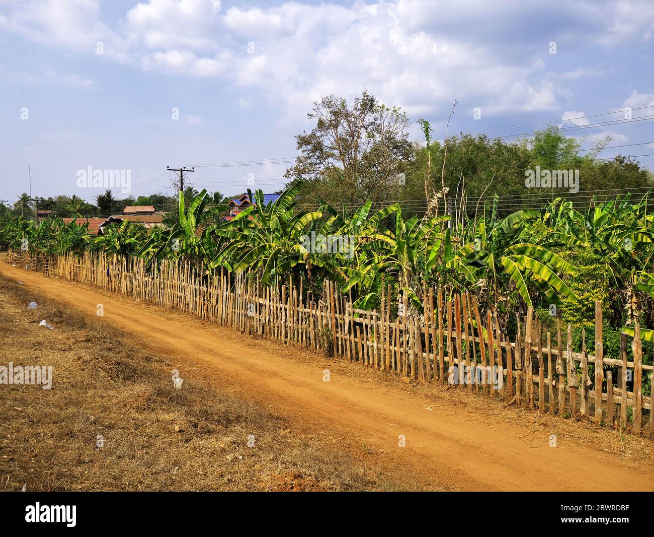 Banana trees in Laos country Stock Photo - Alamy