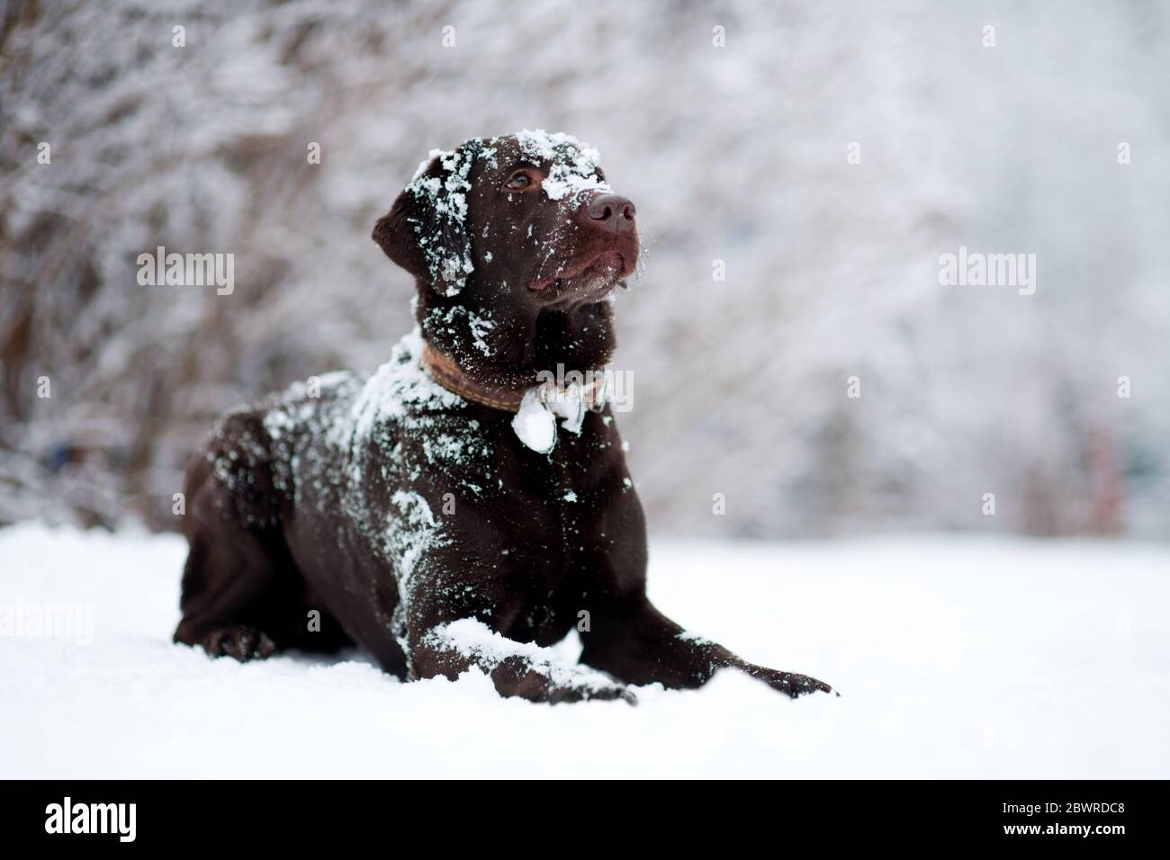 Black labrador retriever in snow hi-res stock photography and images ...