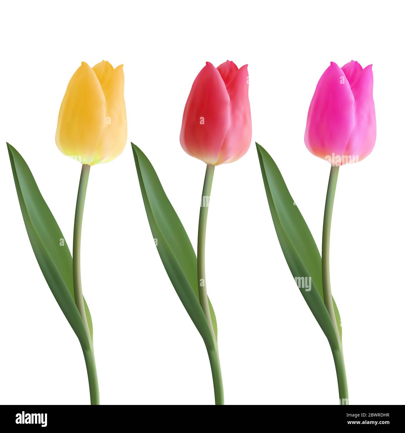 Yellow red tulip botanical Stock Vector Images - Alamy