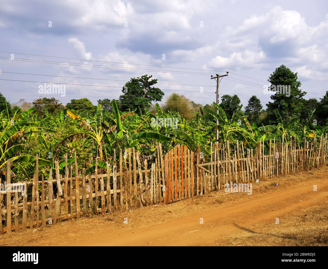 Banana trees in Laos country Stock Photo - Alamy