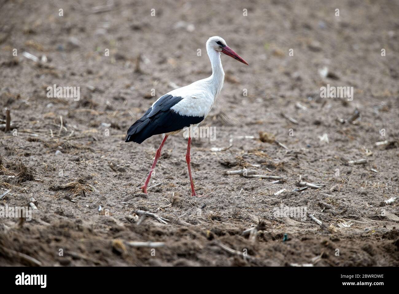 Schloss rattey hi-res stock photography and images - Alamy