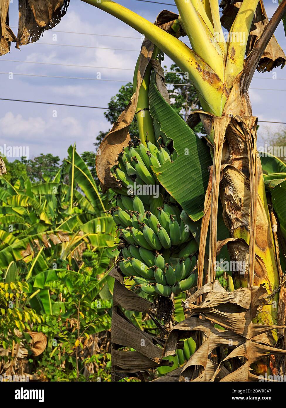 Banana trees in Laos country Stock Photo - Alamy