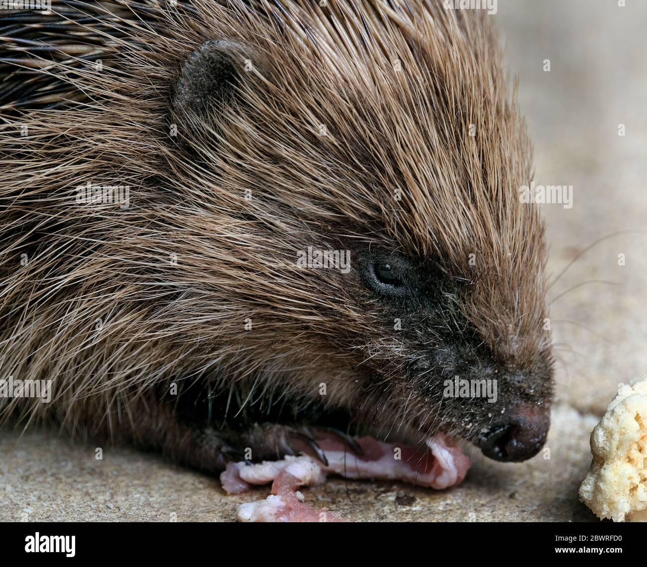 Hedgehog sun hi-res stock photography and images - Alamy