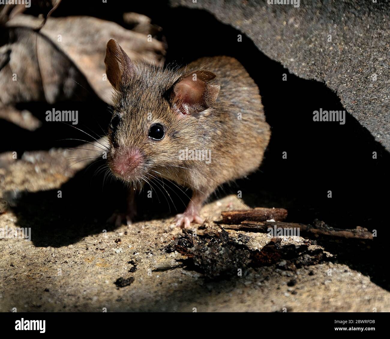 Dangerous nesting material hi-res stock photography and images - Alamy
