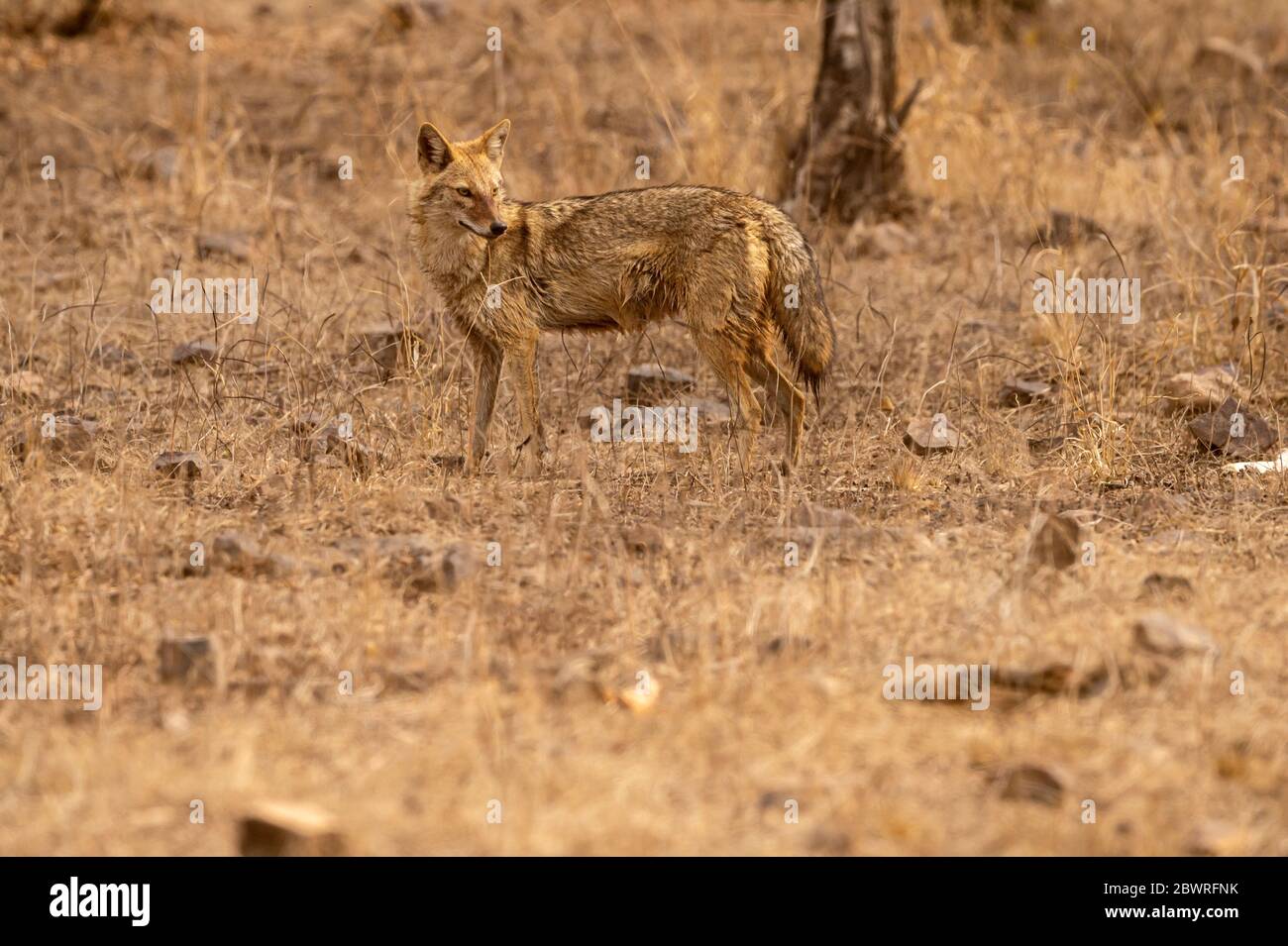Indian jackal or Canis aureus indicus subspecies of golden jackal at keoladeo national park or ...