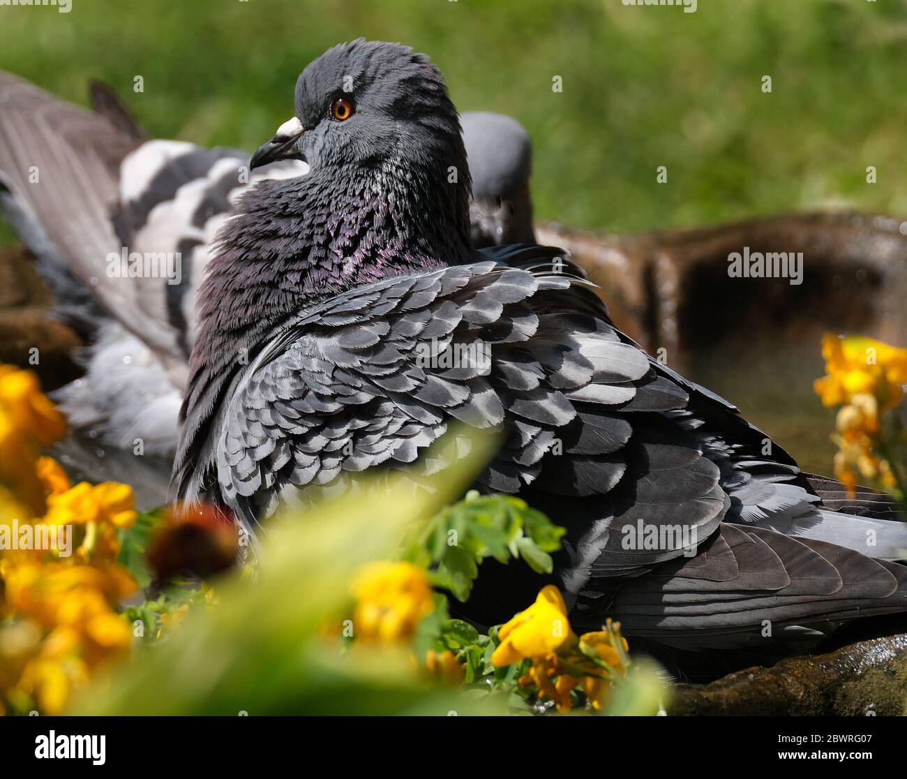 Healthy environment for pigeons hi-res stock photography and images - Alamy