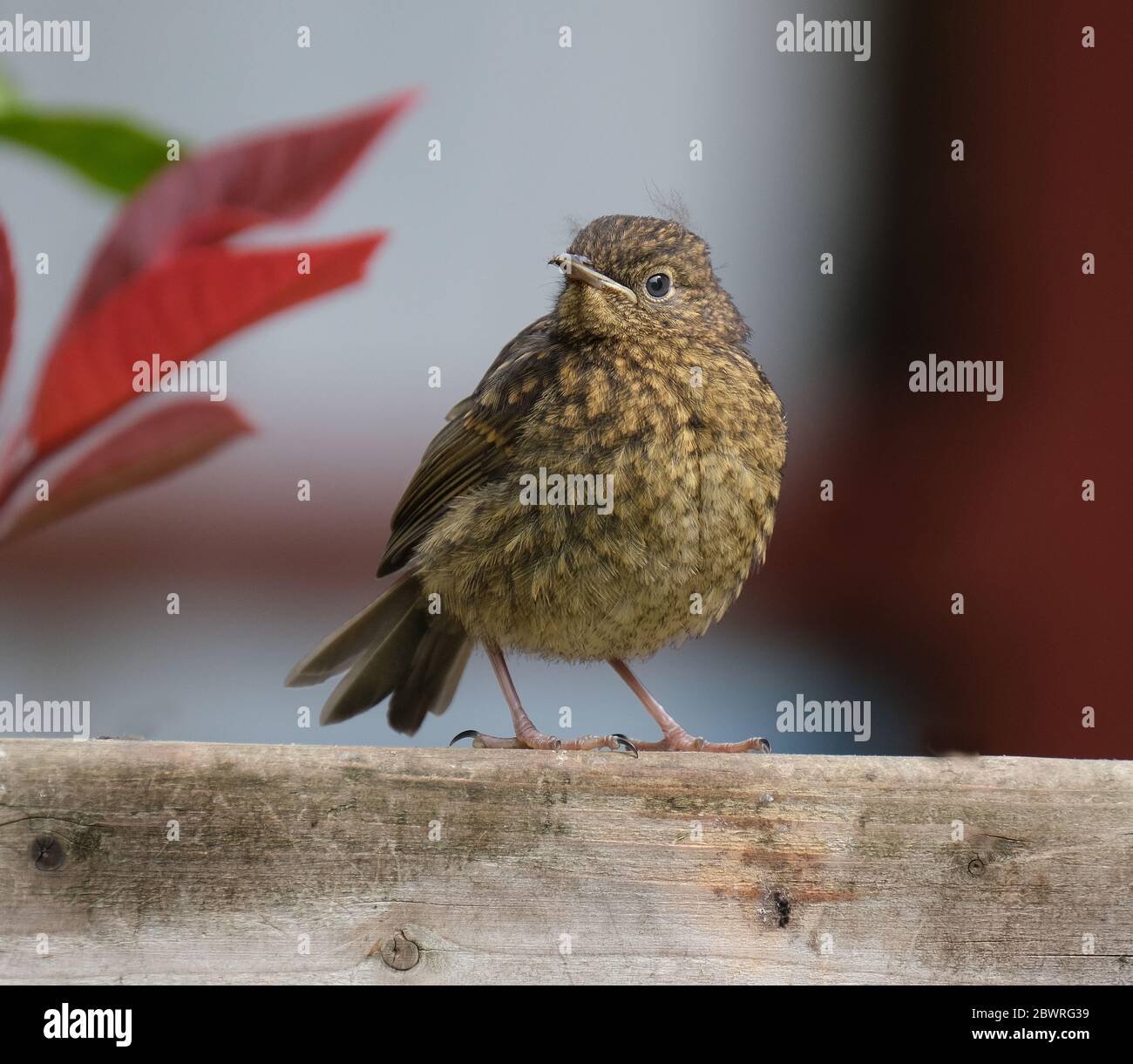 Young robin redbreast in urban house garden Stock Photo - Alamy