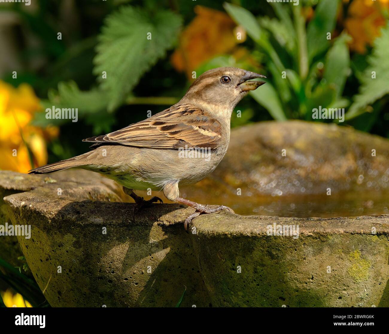 Bath rim hi-res stock photography and images - Alamy