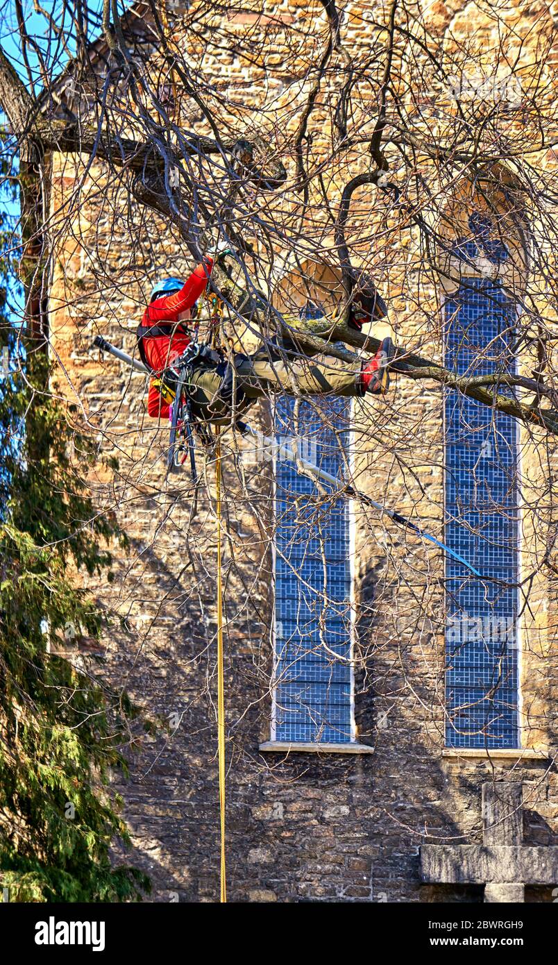 Tree climber cuts branches in a tree top Stock Photo - Alamy