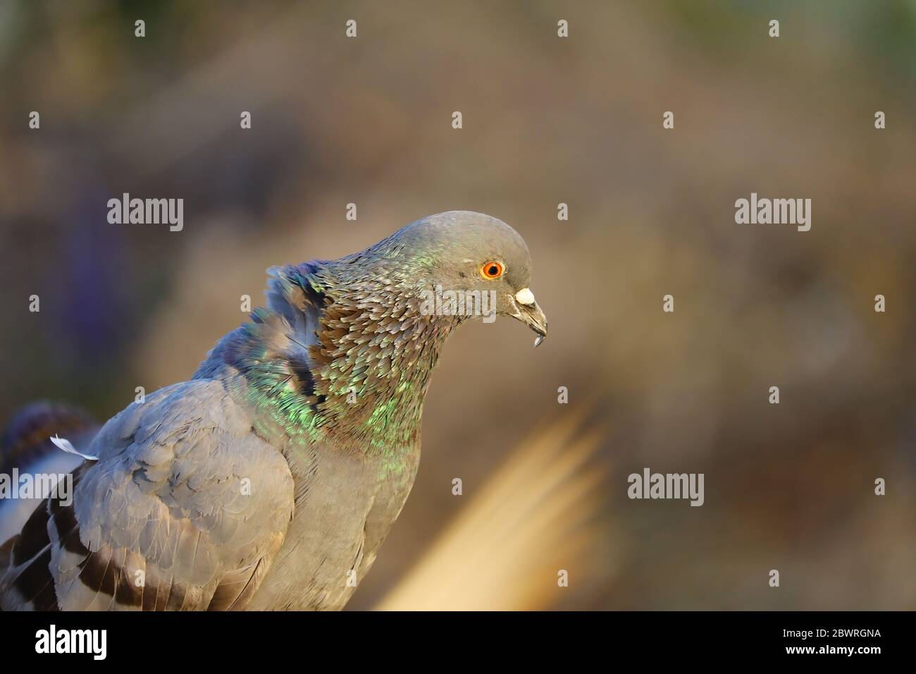 Pigeon hd image hi-res stock photography and images - Alamy