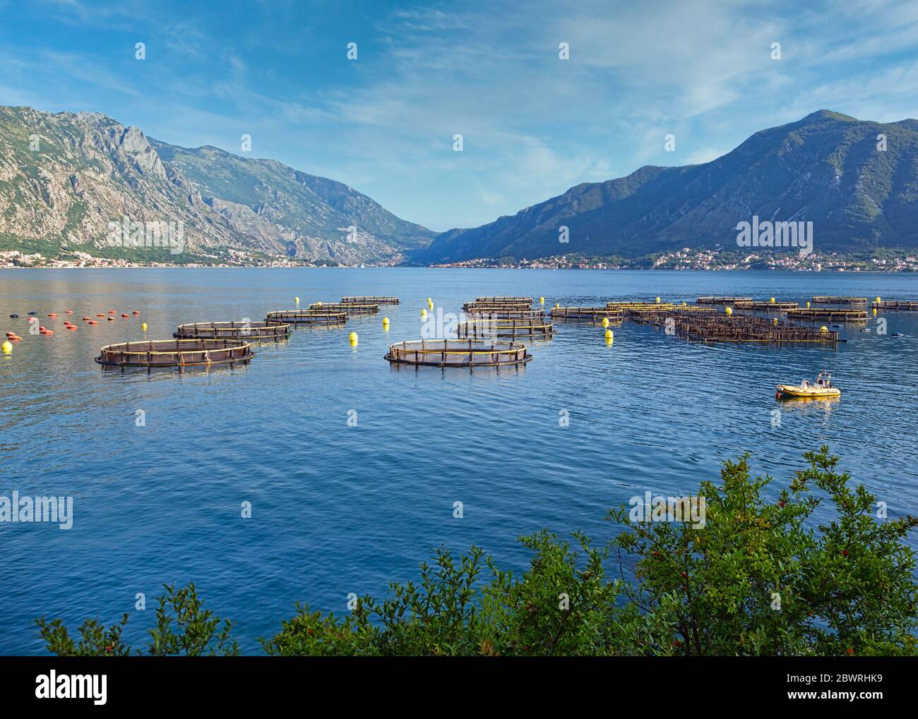 near Perast, Kotor, Montenegro. Pisciculture, aquaculture or ...