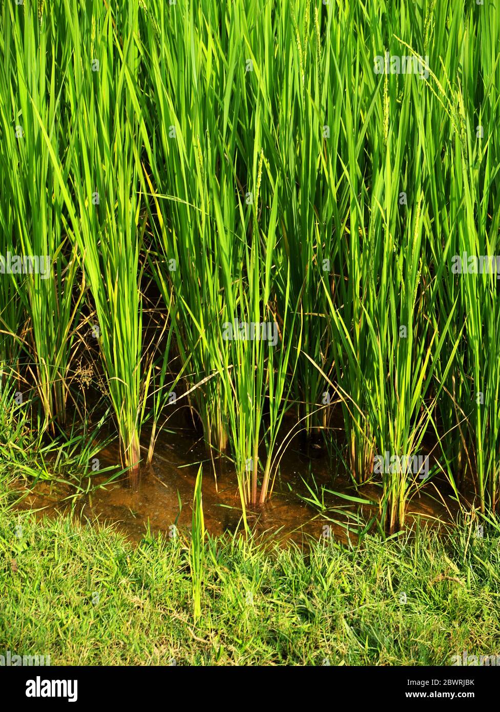 The field of rice, Laos Stock Photo - Alamy