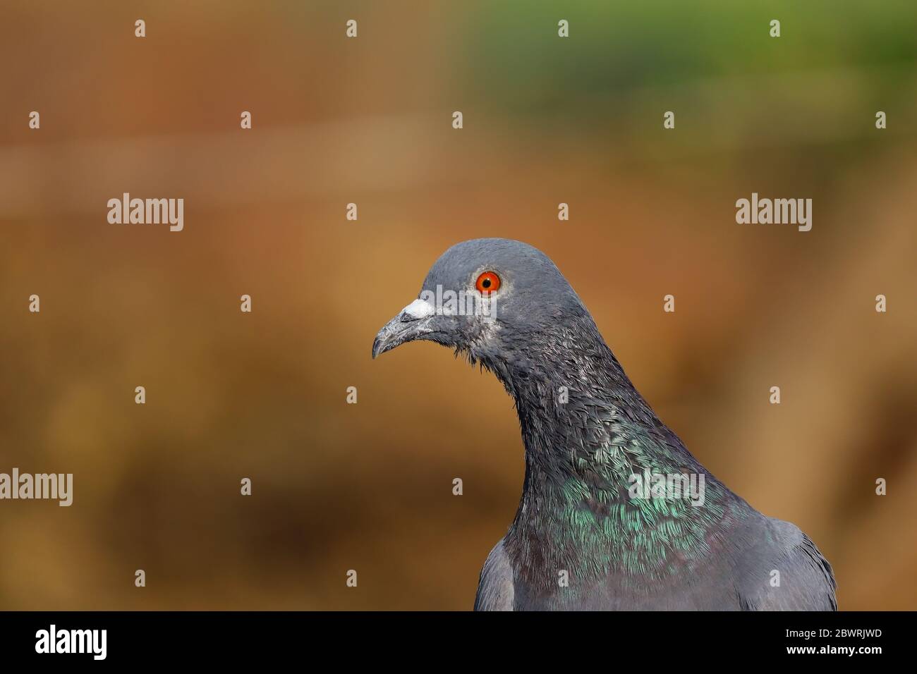 bird hd image, front view portrait of rock pigeon photography Stock ...