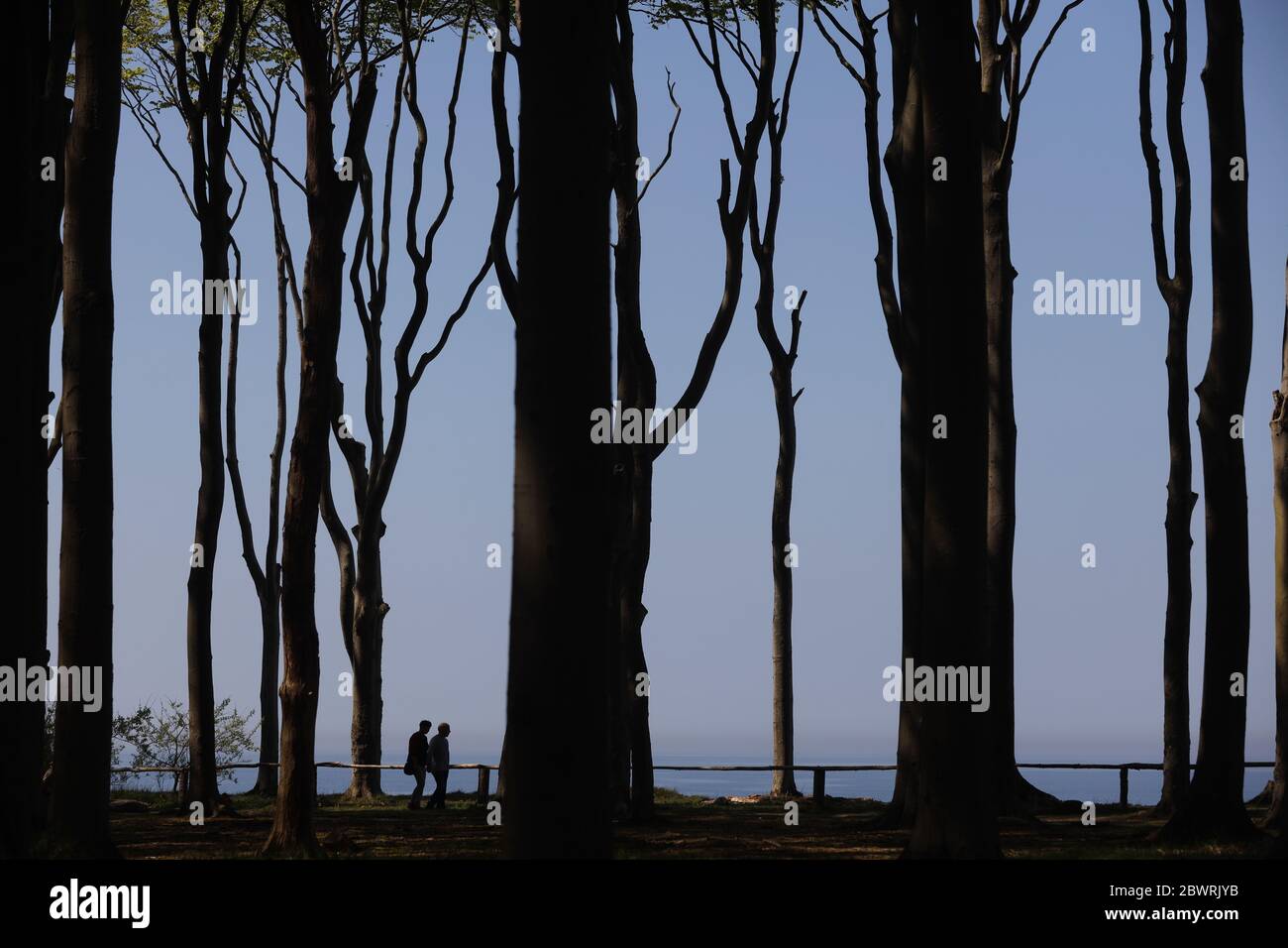 Nienhagen, Germany. 09th May, 2020. View into the so-called "ghost ...