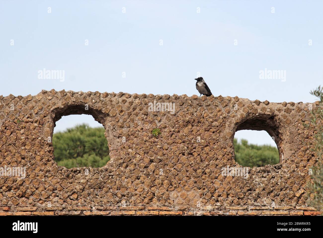 Gray crow on ancient Roman wall in Tivoli, Italy Stock Photo - Alamy