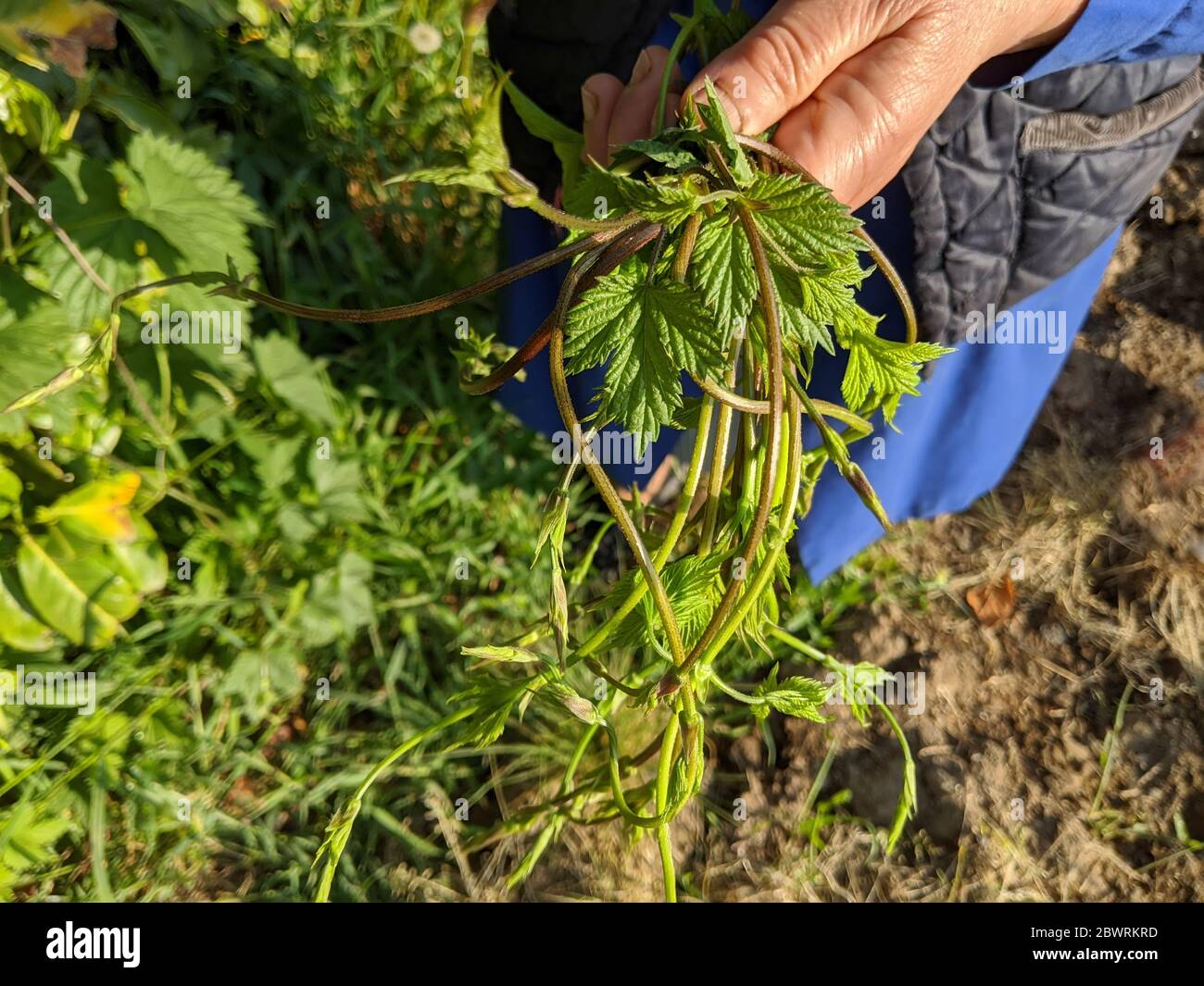 Hop sprouts hi-res stock photography and images - Alamy