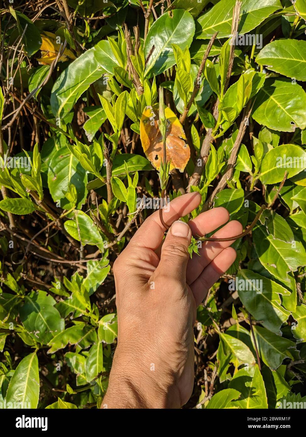 Hop sprouts hi-res stock photography and images - Alamy