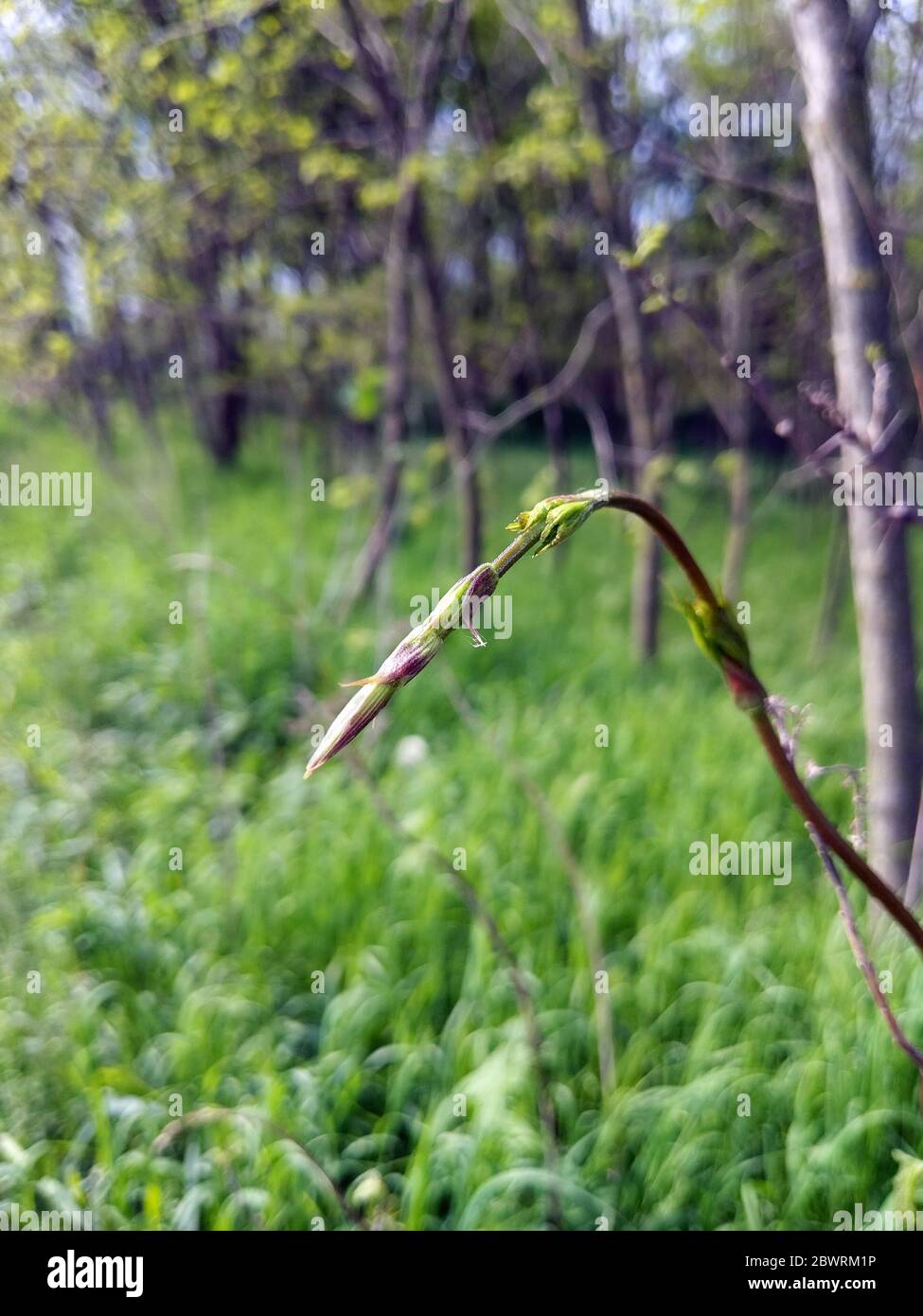 Hop sprouts hi-res stock photography and images - Alamy
