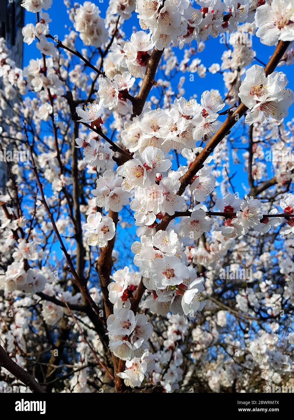 Japaneseapricot hi-res stock photography and images - Alamy