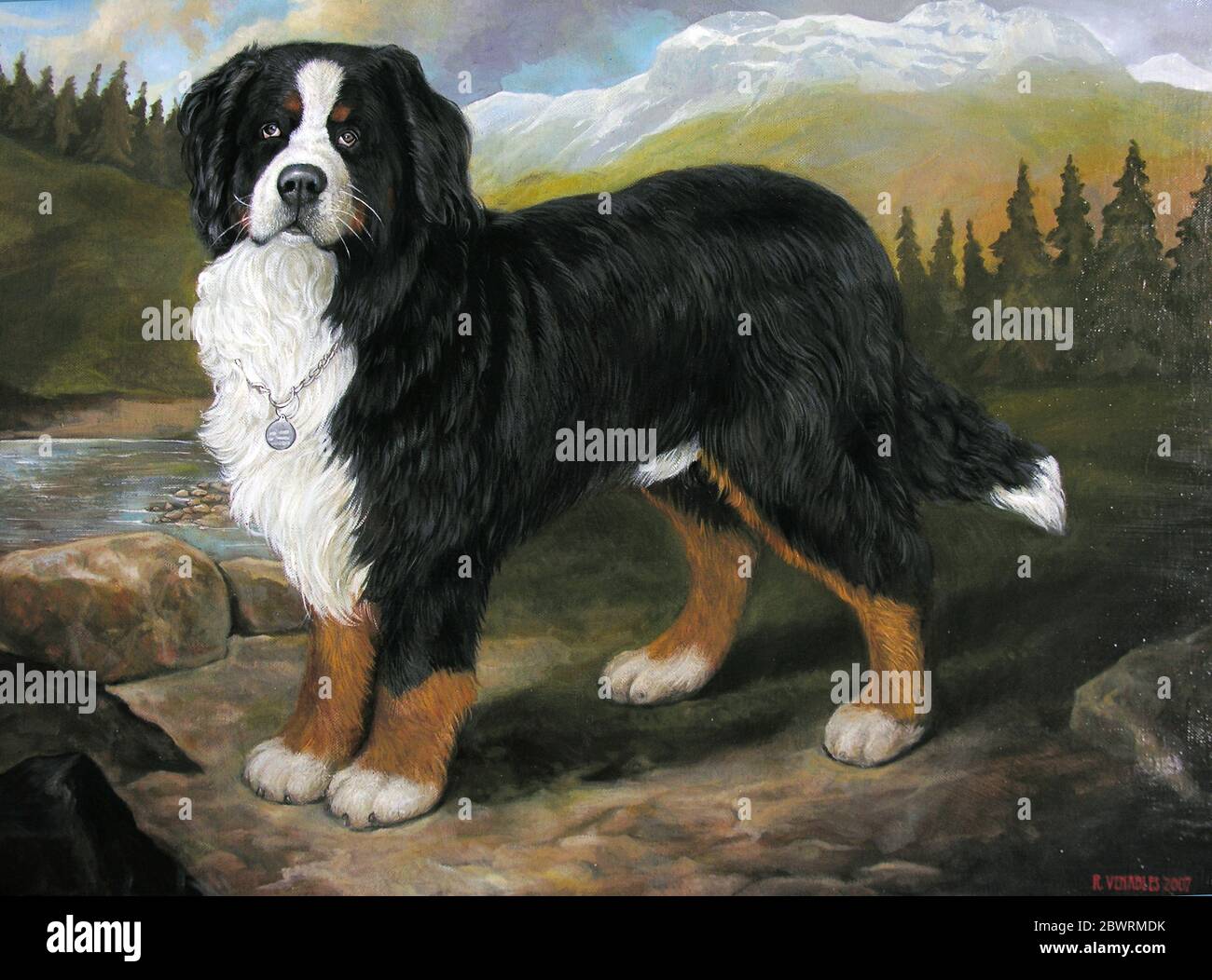 Bernese Mountain Dog standing in landscape by Bob Venables Stock Photo ...