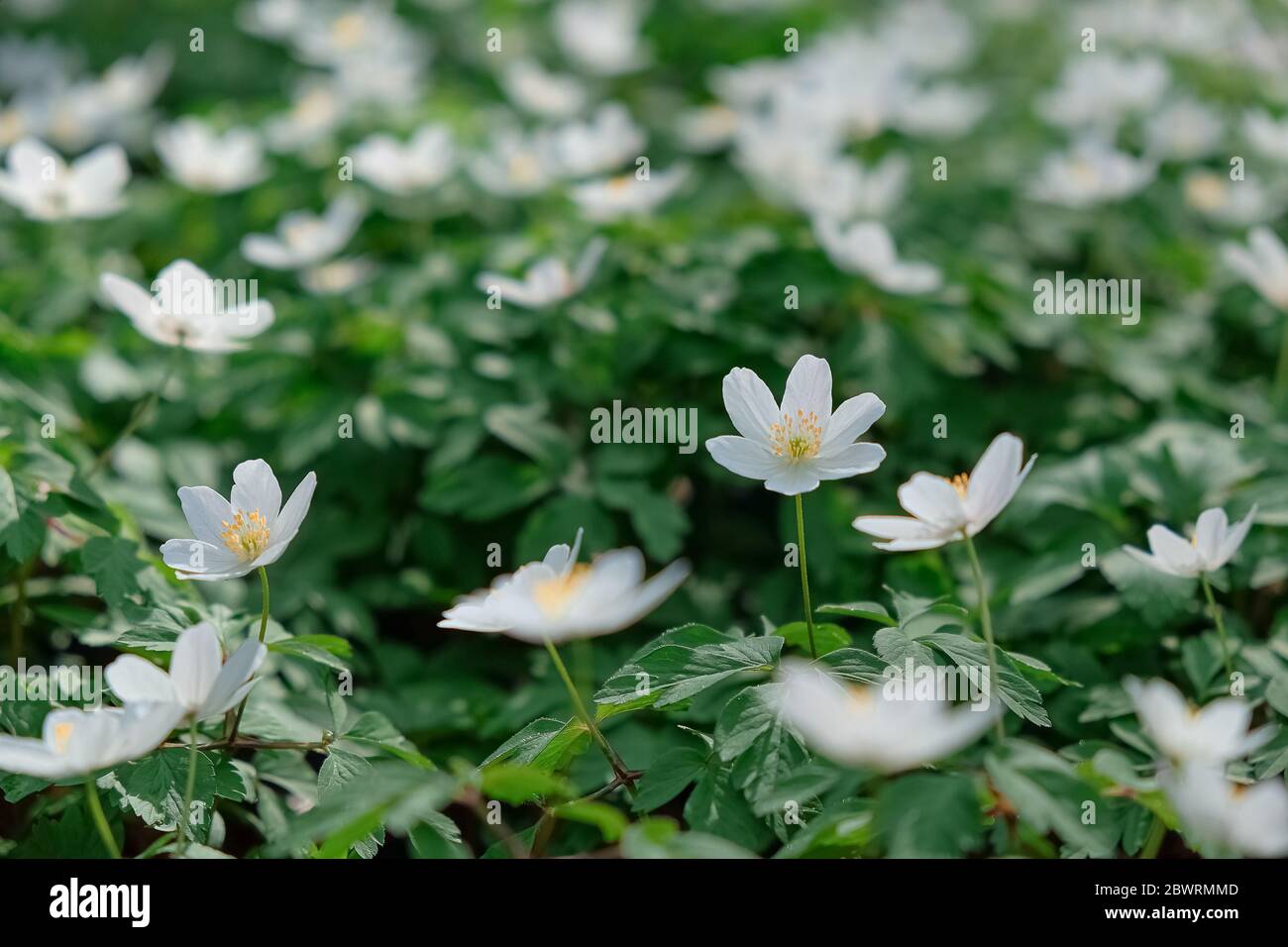 white spring flowers Stock Photo - Alamy