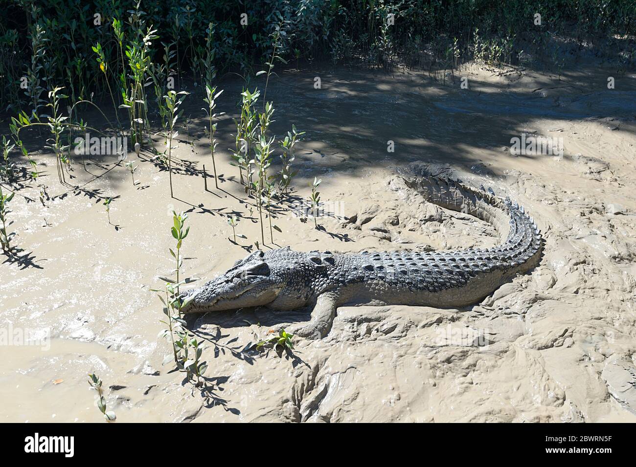 Saltwater crocodile the mud hi-res stock photography and images - Alamy