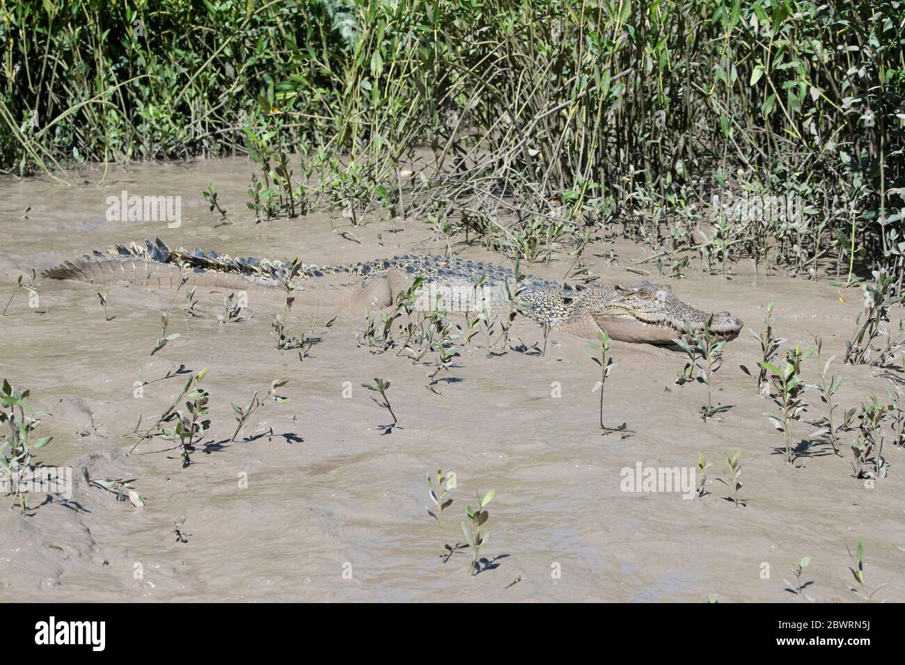 Saltwater crocodile the mud hi-res stock photography and images - Alamy