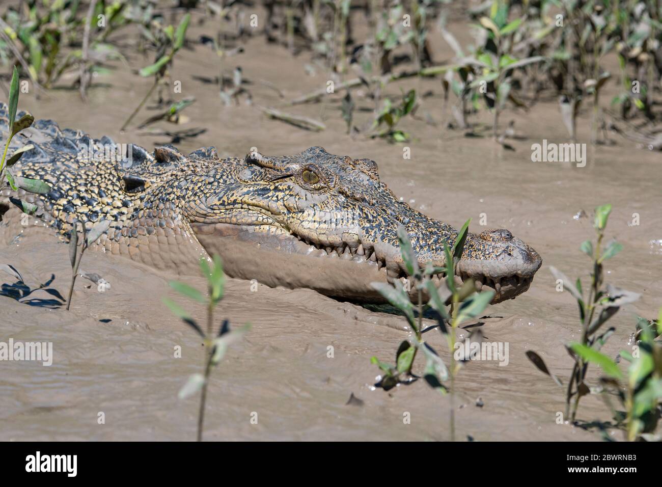 Saltwater crocodile the mud hi-res stock photography and images - Alamy