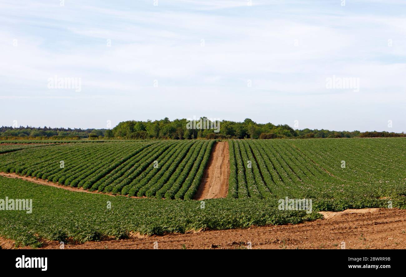 A view of potato farming grown on an intensive scale in North Norfolk ...