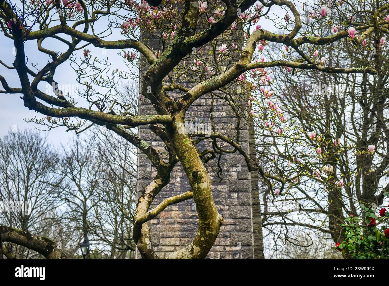 Gnarled branches hi-res stock photography and images - Alamy