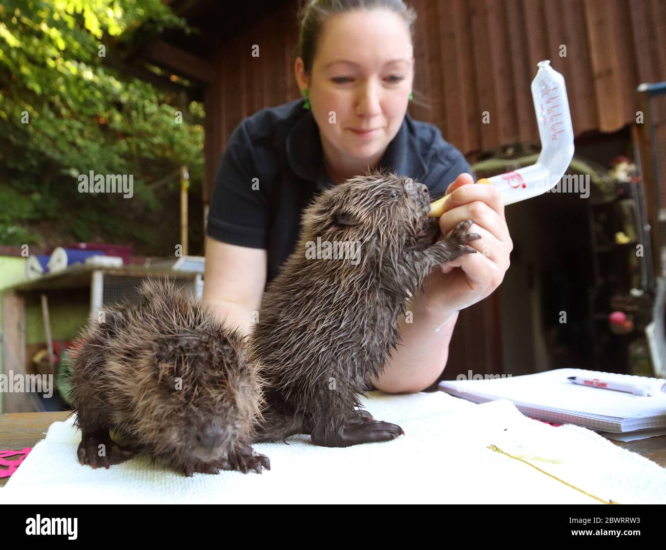 Leave it to beaver hi-res stock photography and images - Alamy