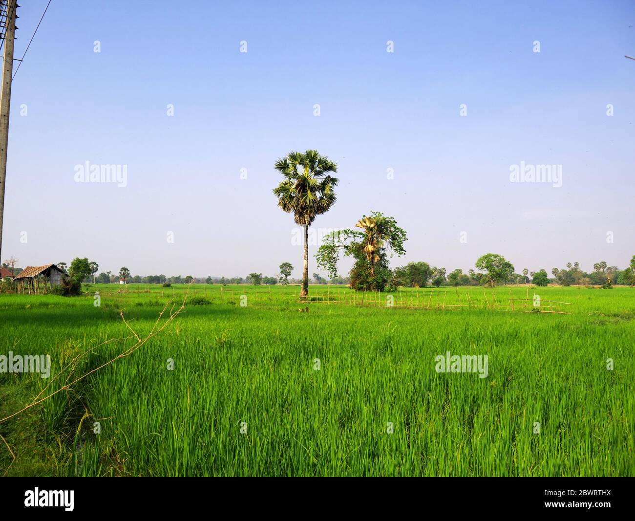 The field of rice, Laos Stock Photo - Alamy