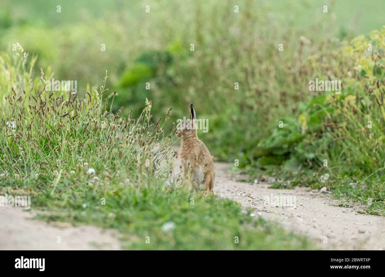 Leveret or young hare (Scientific name Lepus Europaeus) sat upright and ...