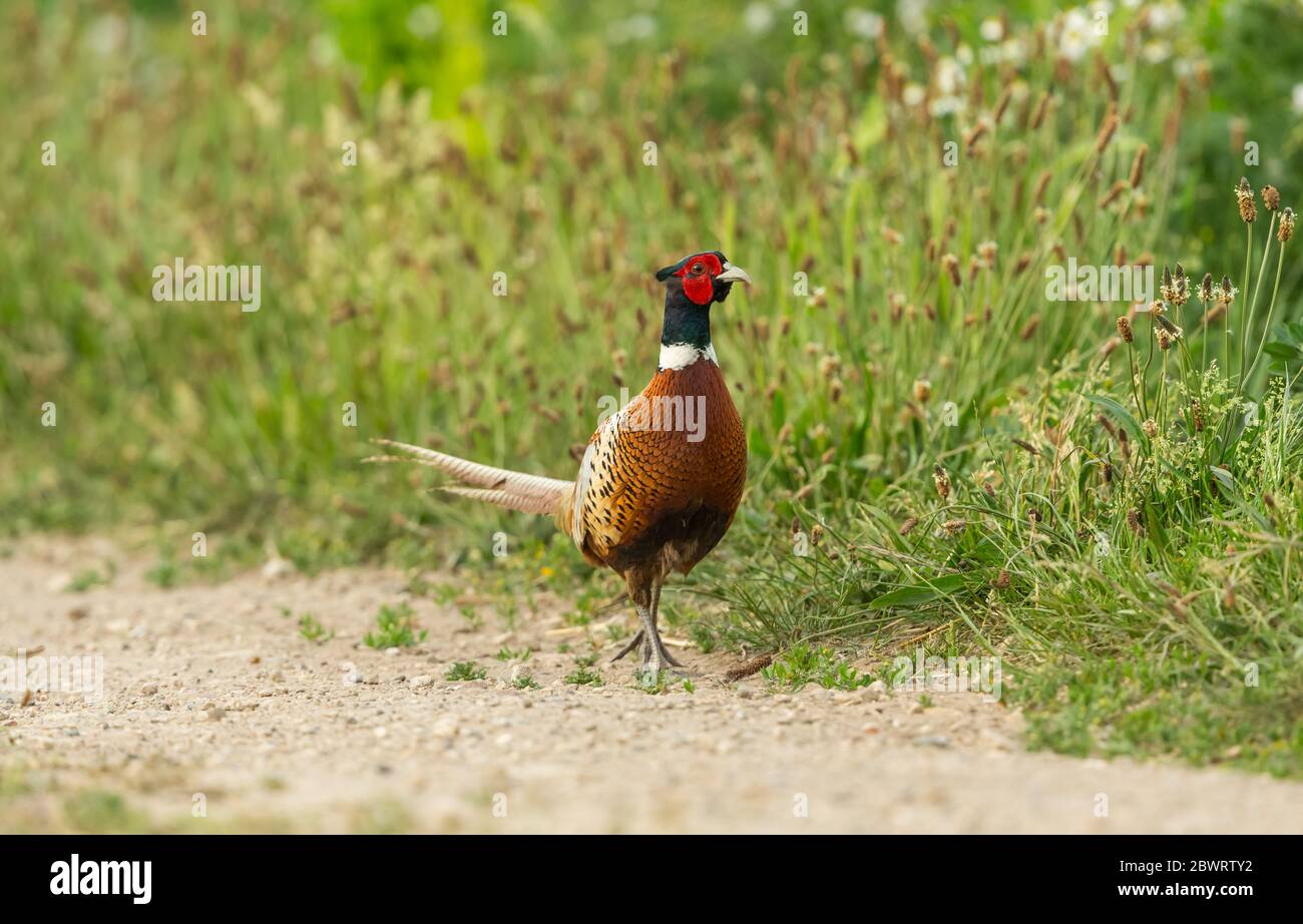 Pheasant, (Scientific name: Phasianus colchicus) Common or ring-necked pheasant, a colourful ...