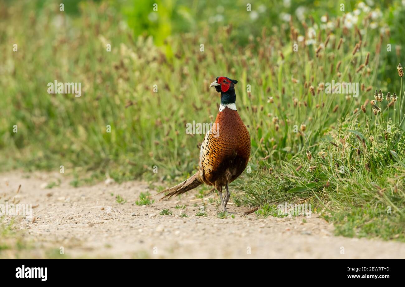 Pheasant, (Scientific name: Phasianus colchicus) Common or ringnecked ...