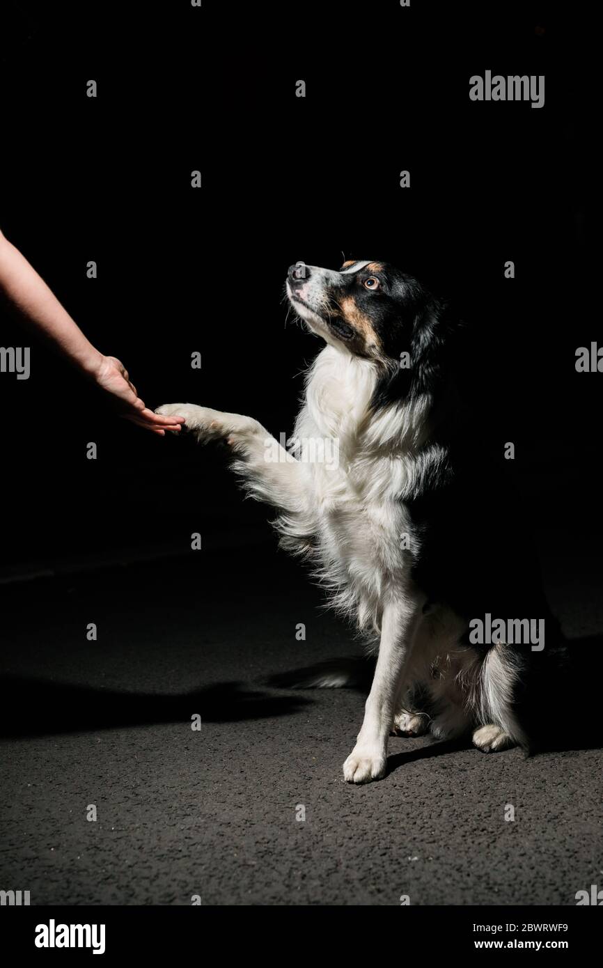 Adorable dog reaching out its owner's hand Stock Photo - Alamy