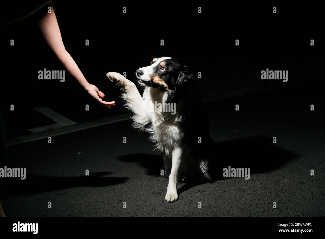 Adorable dog reaching out its owner's hand Stock Photo - Alamy