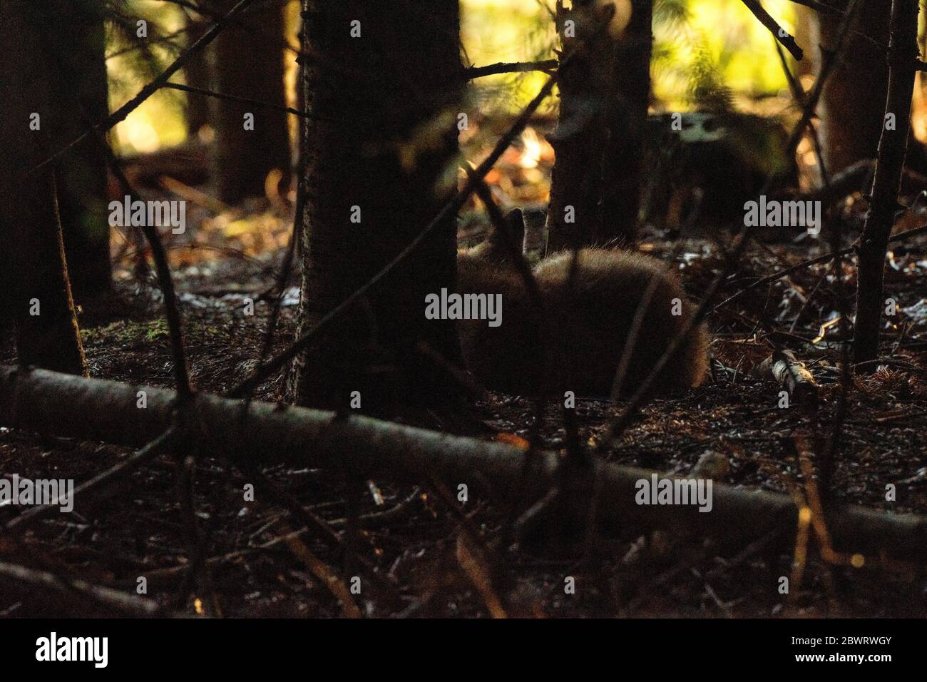 junger Fuchs im Wald Stock Photo - Alamy