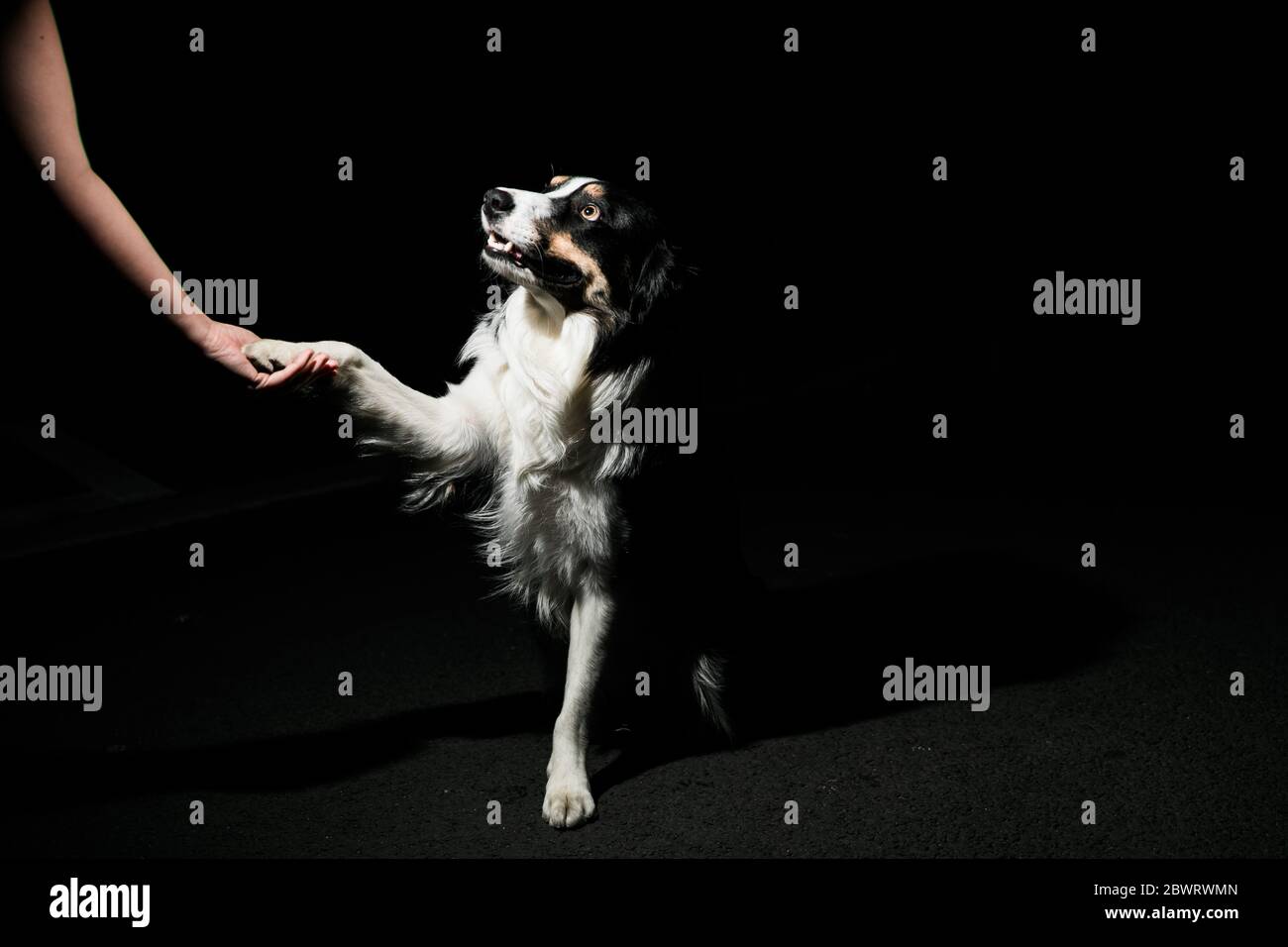 Adorable dog touching its owner's hand Stock Photo - Alamy