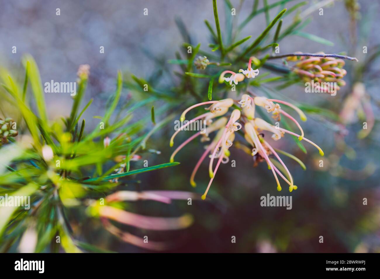 Native australian semper florens grevillea hi-res stock photography and ...