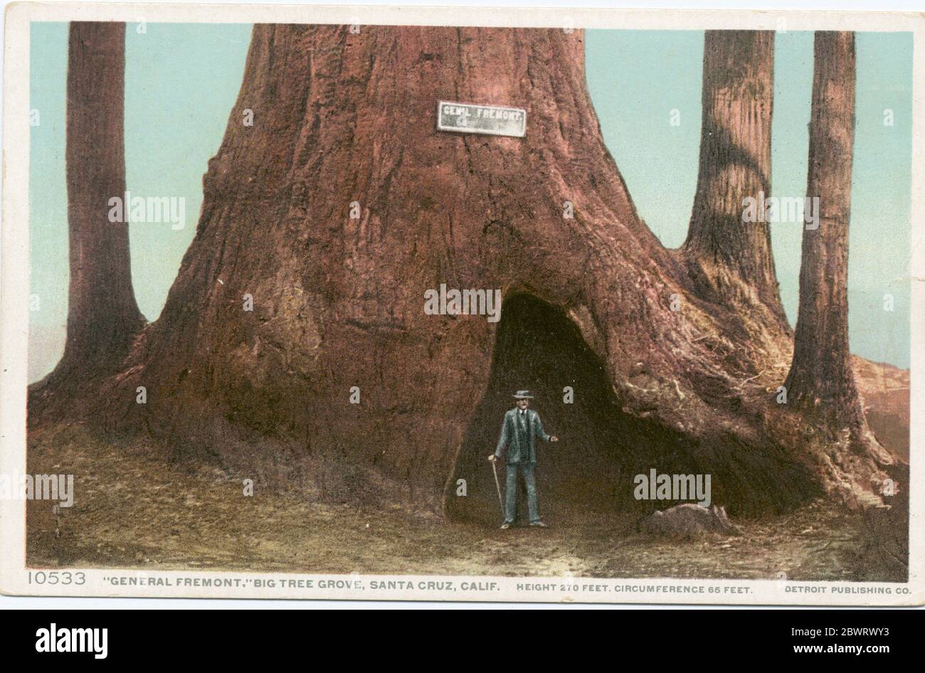 Big tree grove hi-res stock photography and images - Alamy