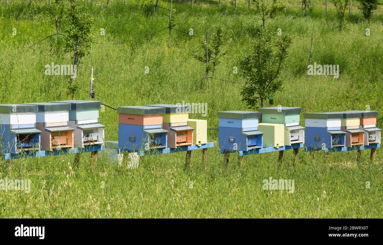 Bee hives in a row hi-res stock photography and images - Alamy